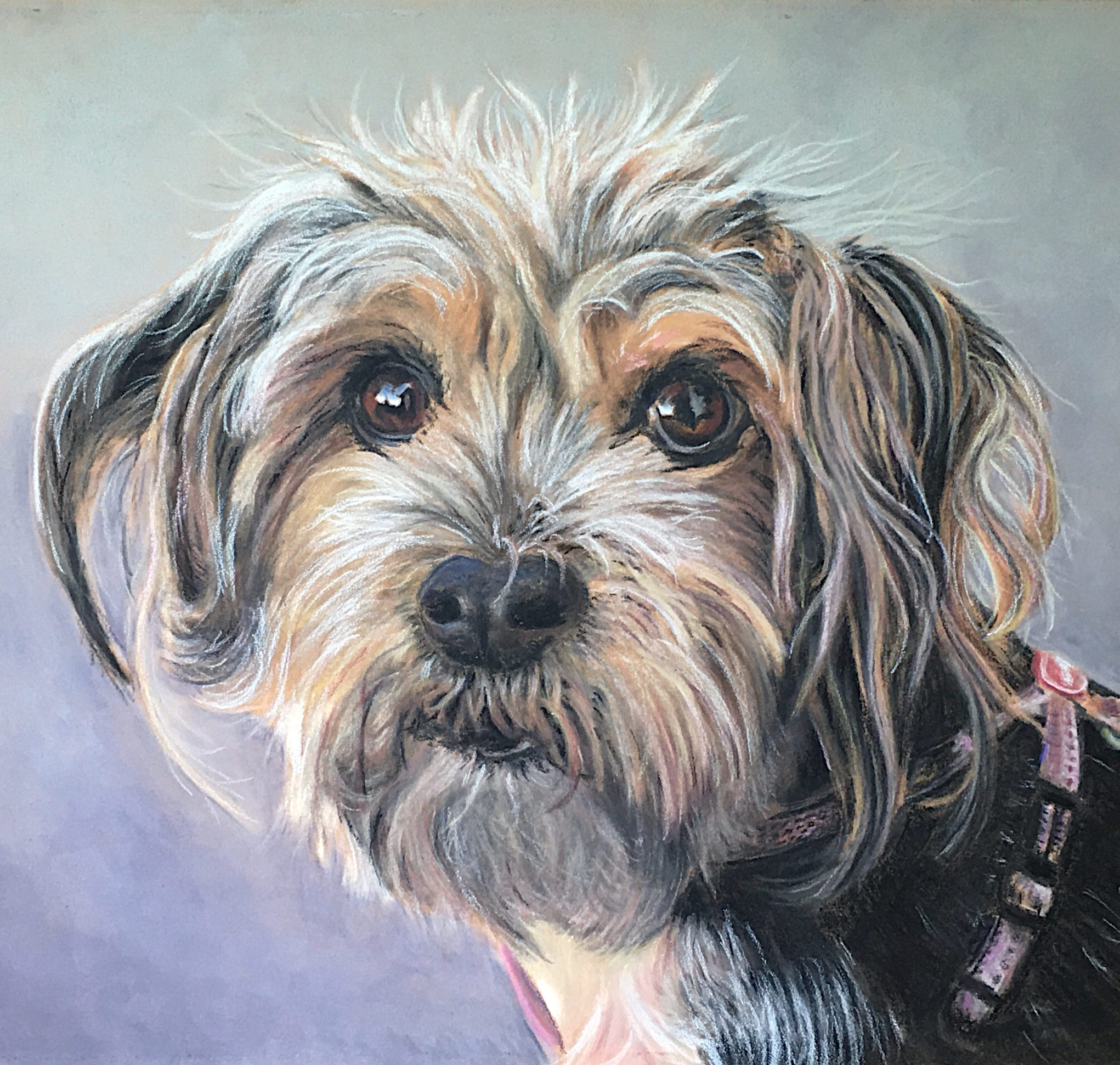 Gallery - Pet Pastel Portraits